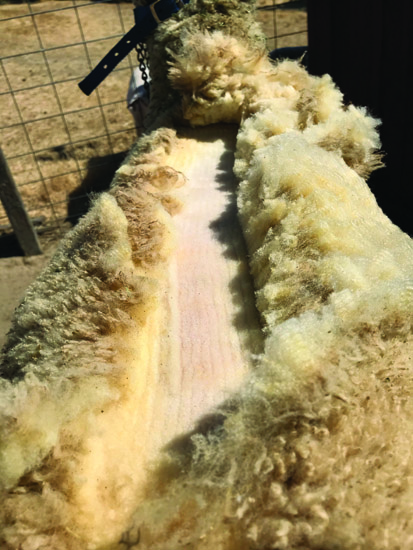 Sheep Shearing for Beginners - Grit